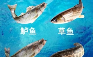 黑鱼刺多吗_黑鱼小刺多不多