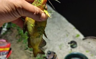 黄鲴鱼怎么钓_黄鲴鱼吃什么饵料