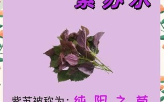 紫苏的功效与作用_紫苏怎么吃效果最好