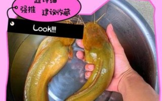 塘角鱼养殖技术_塘角鱼养殖成本