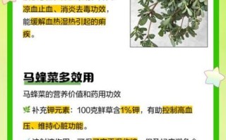 马蜂菜的功效与作用_马蜂菜怎么吃最好