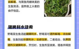 野葛菜怎么吃_野葛菜的功效与作用