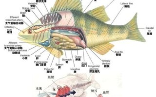 鱼翅是什么鱼身上的什么部位_鱼翅是鲨鱼的哪个部位