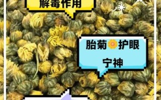 胎菊的功效与作用_胎菊怎么喝才不上火