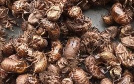 知了壳多少钱一斤收购_知了壳收购价格行情