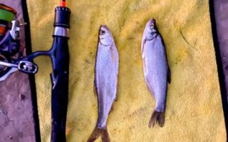 青稍鱼怎么钓_青稍鱼用什么饵