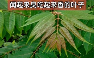 立秋后的香椿叶能吃吗_如何安全食用老香椿叶
