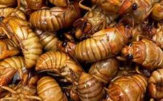 蝉蛹多少钱一斤_蝉蛹价格行情