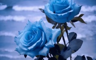蓝玫瑰代表什么_蓝玫瑰图片怎么拍好看