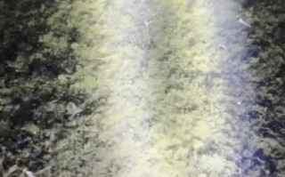 加州鲈鱼养殖1斤成本_加州鲈鱼养殖成本明细