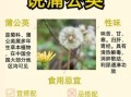 蒲公英的功效与作用_三类人不能喝