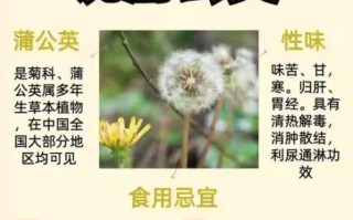 蒲公英的功效与作用_三类人不能喝