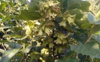 榛子是什么树的果实_榛子树长什么样