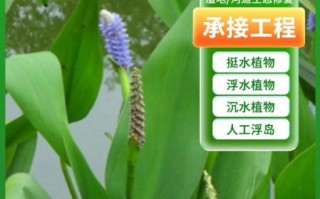 梭鱼草怎么种植_梭鱼草种植方法