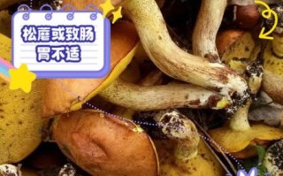 松树林可食野蘑菇有哪些_如何安全识别