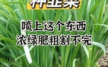 韭菜怎么种最简单_韭菜种植最简单方法