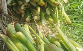 酸芋苗怎么腌制_酸芋苗的做法步骤