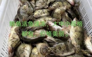 鳜鱼价格今日价_鳜鱼多少钱一斤