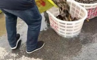 泥鳅打窝泥鳅不跑吗_泥鳅打窝的正确方法