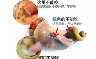 海螺不能吃的部位有哪些_海螺内脏图解