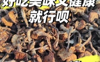 松蘑炖鸡和榛蘑炖鸡哪个好吃_口感区别在哪