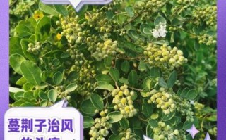 蔓荆子有什么功效_蔓荆子主治什么病