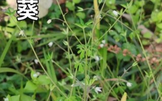 真正天葵长什么样_真正天葵图片怎么识别