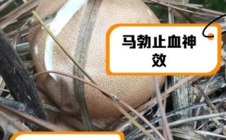 马勃的功效与作用_马勃图片长什么样