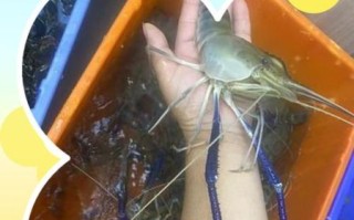 草虾图片怎么区分_草虾和基围虾的区别