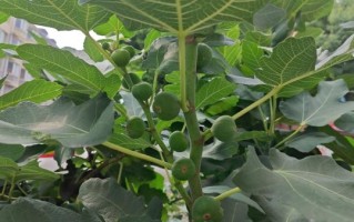 无花果树图片大全_如何辨别品种