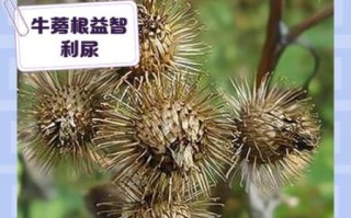 牛蒡的功效与作用_牛蒡主治什么病