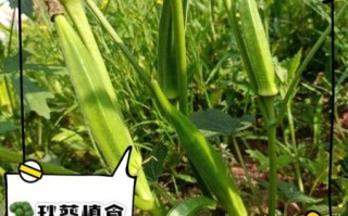 香蕉樱桃秋葵能一起吃吗_香蕉樱桃秋葵的营养价值