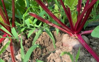 甜菜根是什么_甜菜根图片长什么样