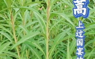 蒌蒿怎么读_蒌蒿的功效与作用