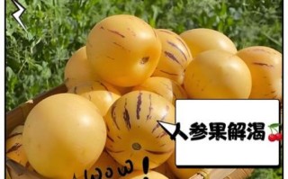 人参果的功效与作用有哪些_人参果的禁忌人群有哪些