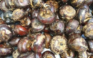 野荸荠的功效与作用_野荸荠怎么吃最好