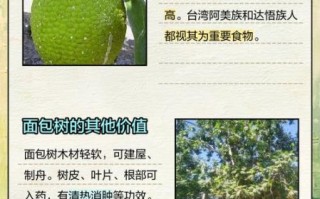 面包树怎么种_面包树几年结果
