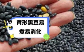 黑豆补肾还是伤肾_中医黑豆对肾的影响