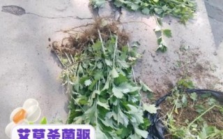 艾草根泡脚有什么好处_艾草根的功效与作用