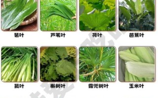 粽叶有哪些种类_哪种粽叶最香