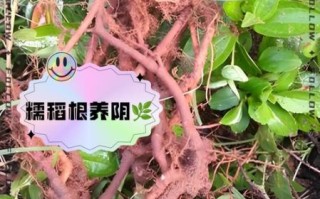 糯稻根的功效与作用_糯稻根怎么使用