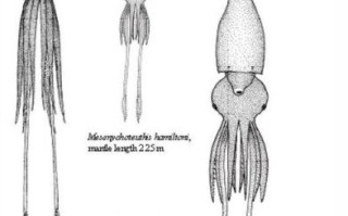 长臂乌贼长什么样子_长臂乌贼和大王乌贼区别