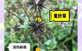 鬼针草的功效与作用_鬼针草能治什么病