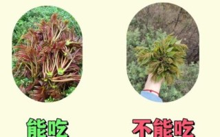 农村常见野菜有哪些_如何辨别可食用野菜