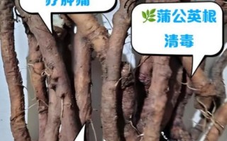 蒲公英根的功效与作用_蒲公英根怎么吃