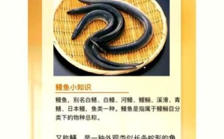 鳗鱼怎么读_鳗鱼读音是什么