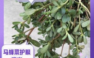 马蜂菜怎么做好吃_马蜂菜的做法大全