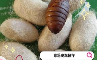 蝉蛹怎么保存_蝉蛹冷冻能放多久