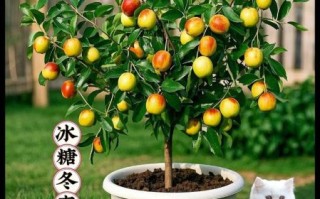 红枣树几年结果_红枣树怎么种