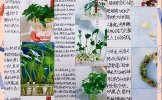 黄豆芽怎么发_家庭发豆芽的详细步骤